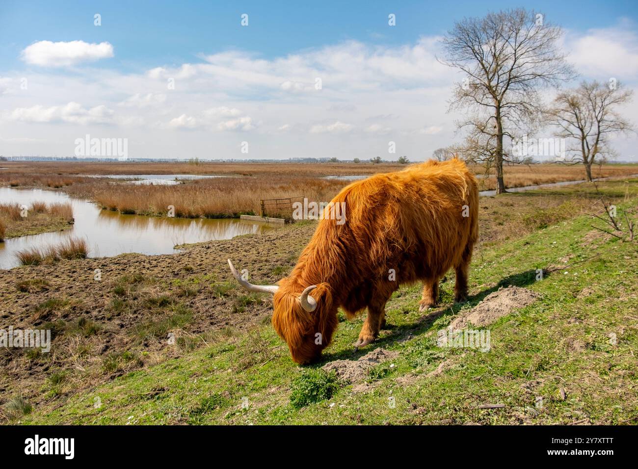 Highland cattle grazing on island Tiengemeten, The Netherlands, Europe ...