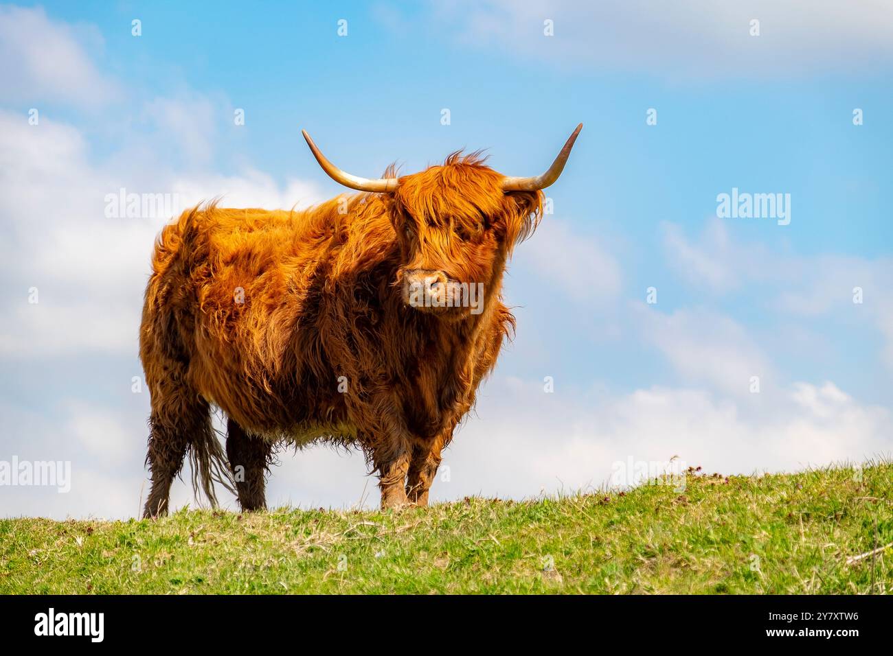 Highland cattle grazing on island Tiengemeten, The Netherlands, Europe ...