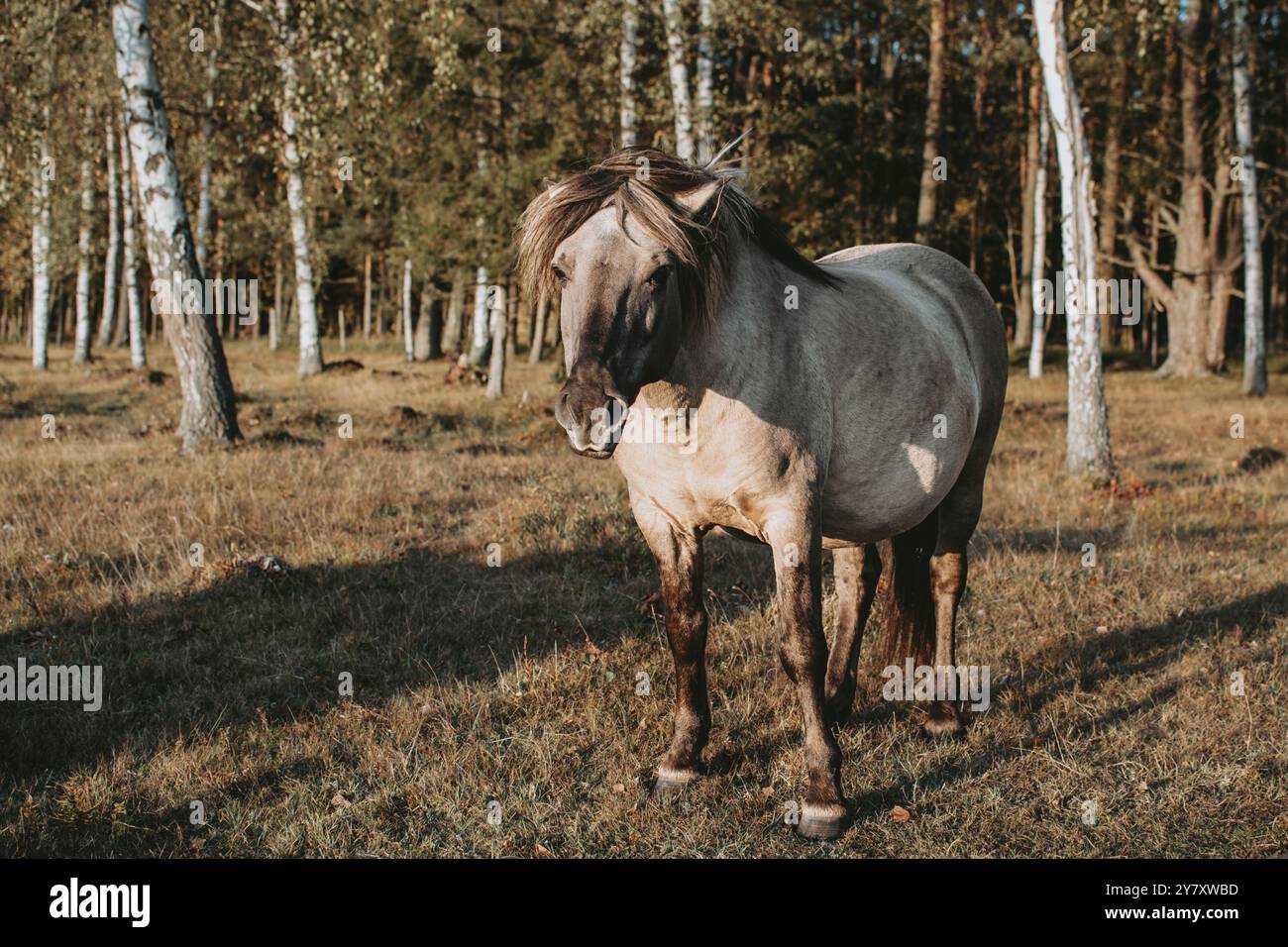 Portrait of semi-wild Konik Polski horse at Engure Lake Nature Park ...