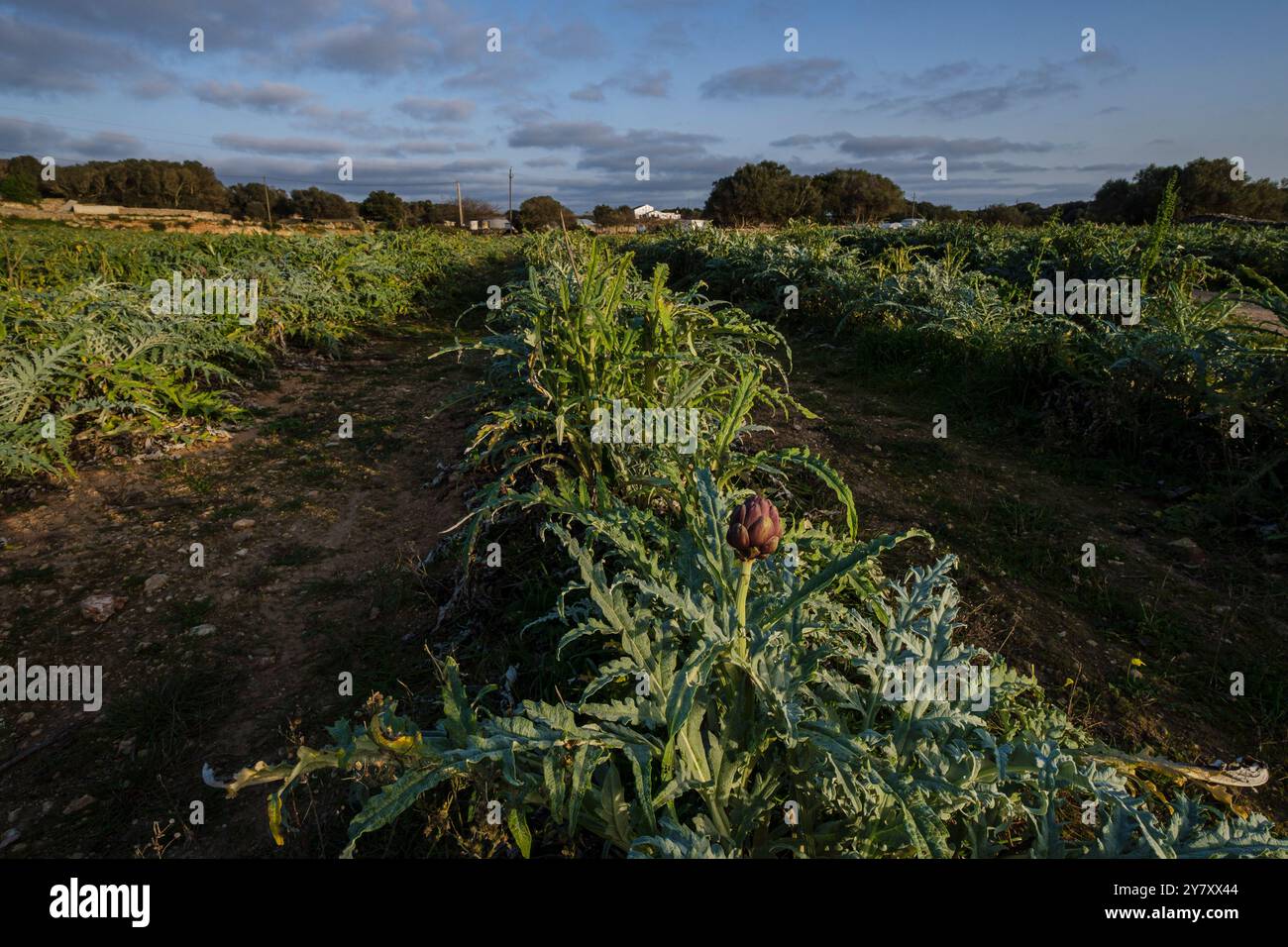 Torello amagat hi-res stock photography and images - Alamy