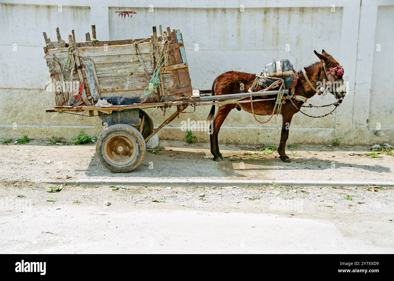 Donkey with donkey cart at the market Stock Photo - Alamy