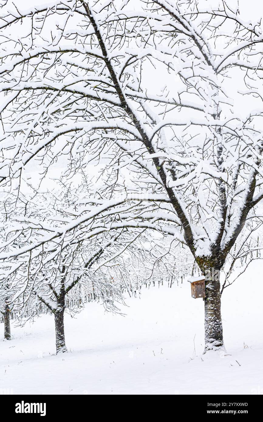 Snow-covered cherry trees in winter. (Jura, Aargau, Switzerland Stock Photo - Alamy