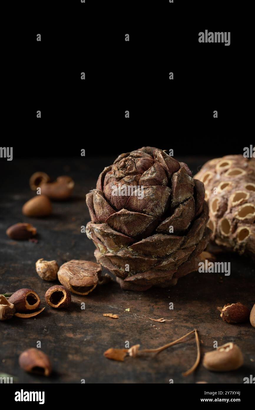 Cones of the Swiss stone pine (Pinus cembra Stock Photo - Alamy