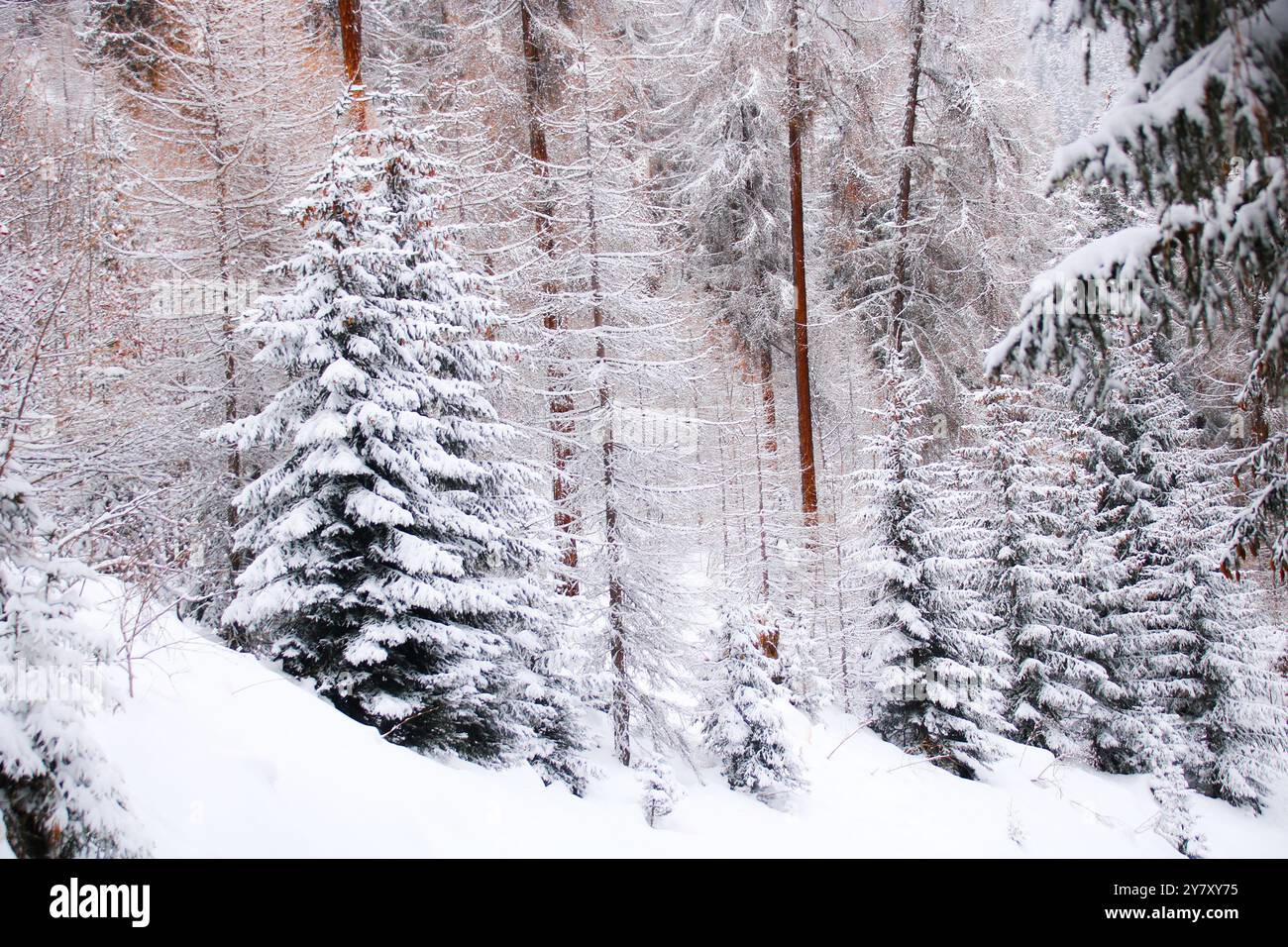 Winter forest with larch (Larix decidua) and Norway spruce (Picea abies ...