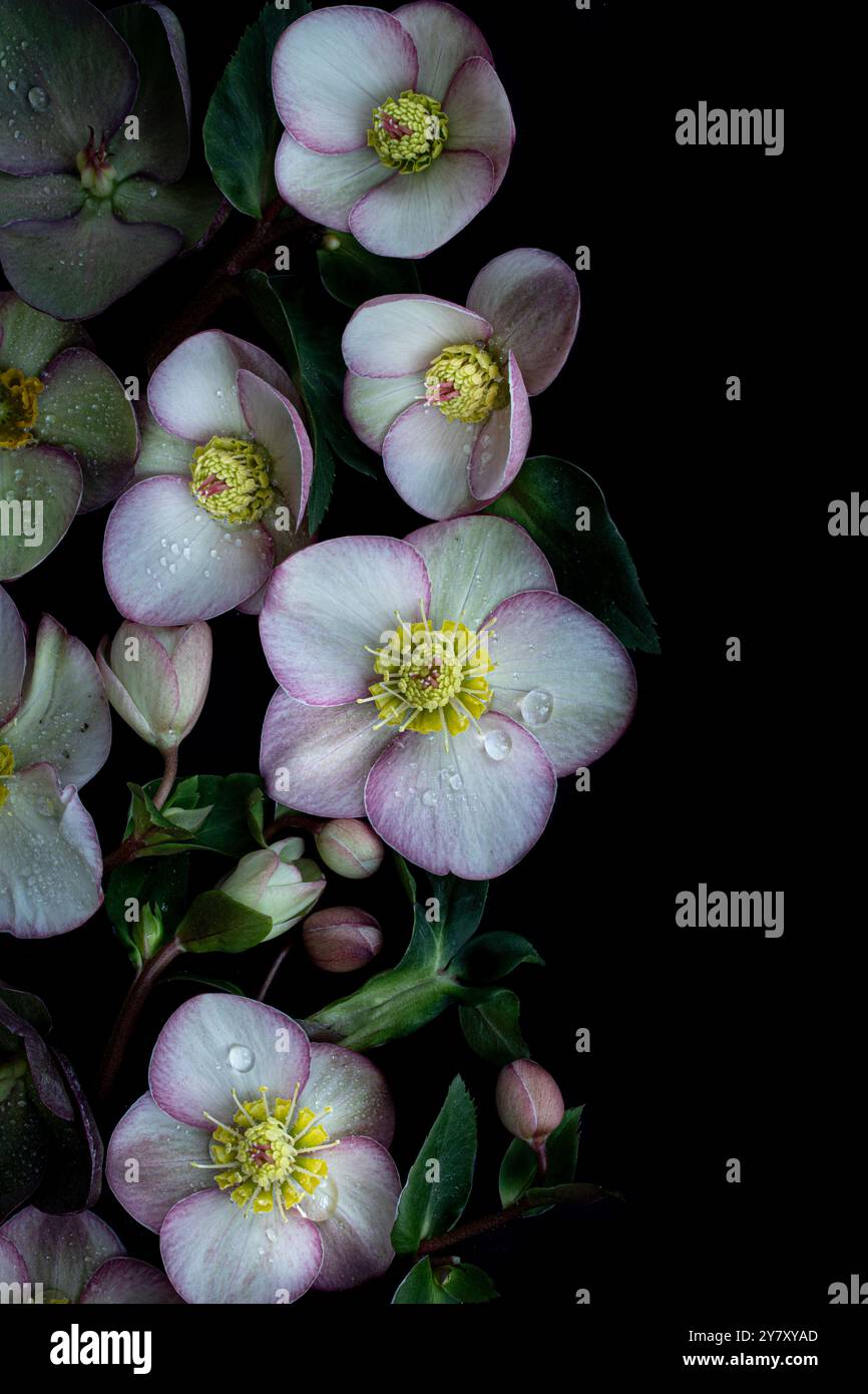 Lenten roses hi-res stock photography and images - Alamy