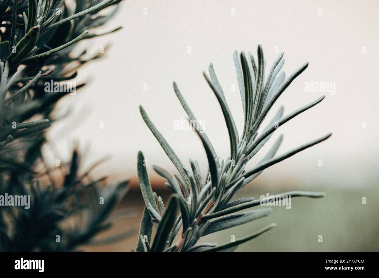 Close-up lavender seedlings growing in formal garden. Lavender plant ...