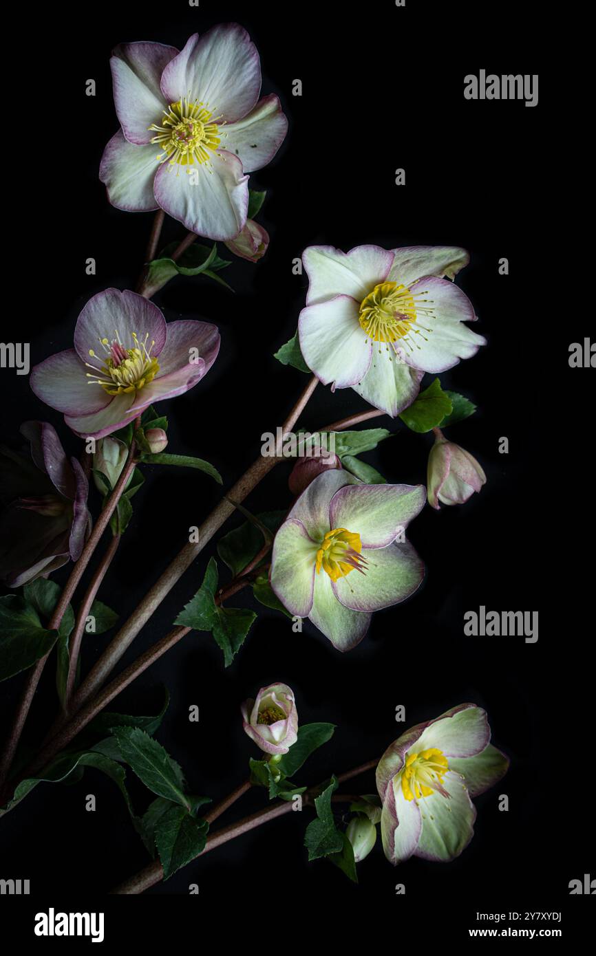 Lenten roses hi-res stock photography and images - Alamy