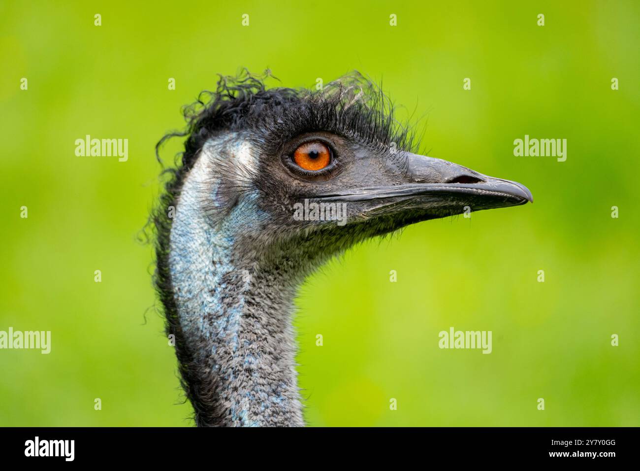 This emu displays its unique features, with vibrant orange eyes and a ...