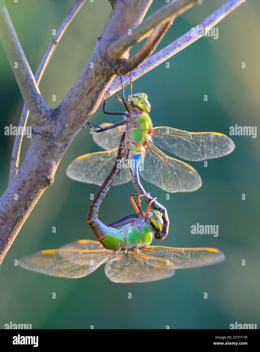 Green darner (Anax junius) dragonflies mating at early morning in ...
