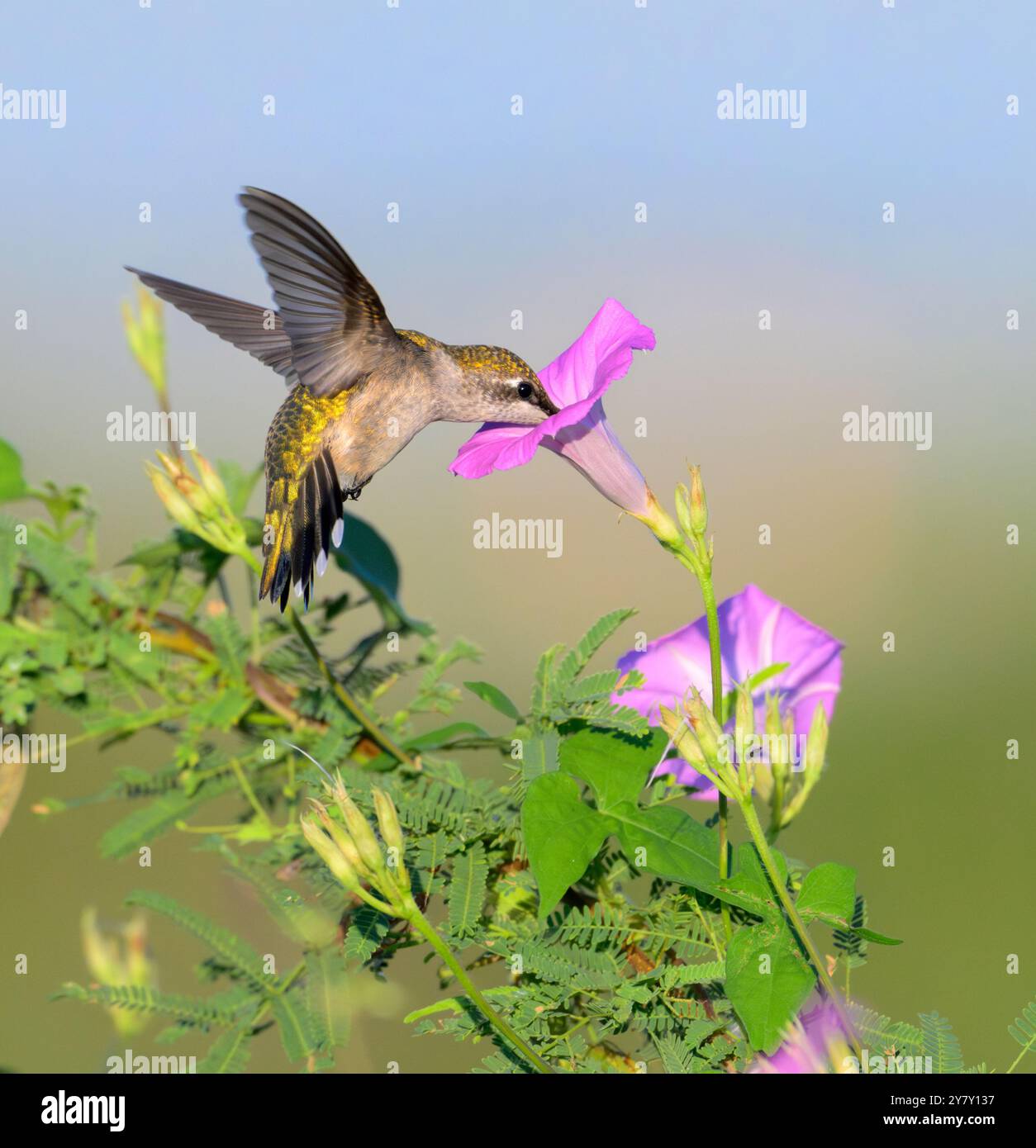 Ruby-throated hummingbird (Archilochus colubris) feeding from tievine ...