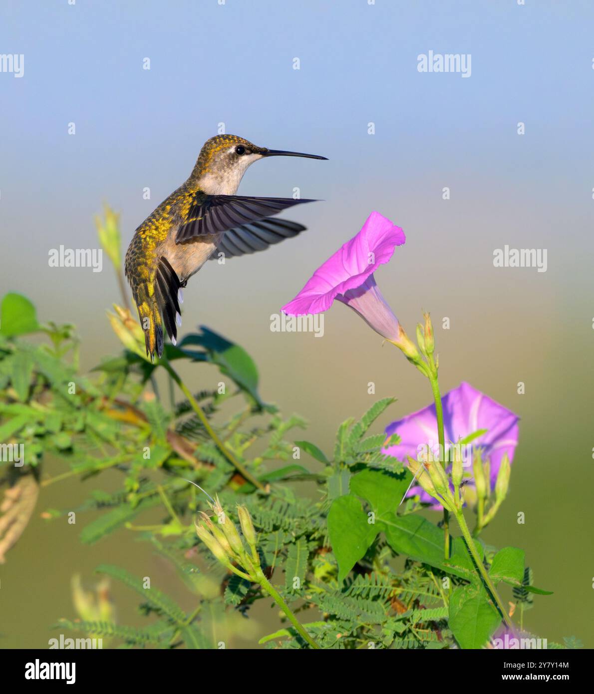 Ruby-throated hummingbird (Archilochus colubris) feeding from tievine ...