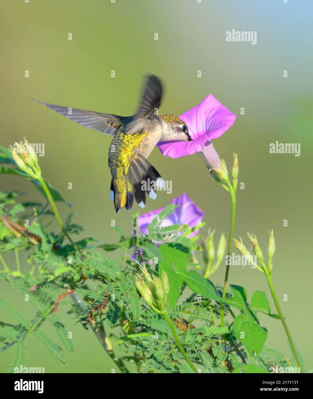Ruby-throated hummingbird (Archilochus colubris) feeding from tievine ...