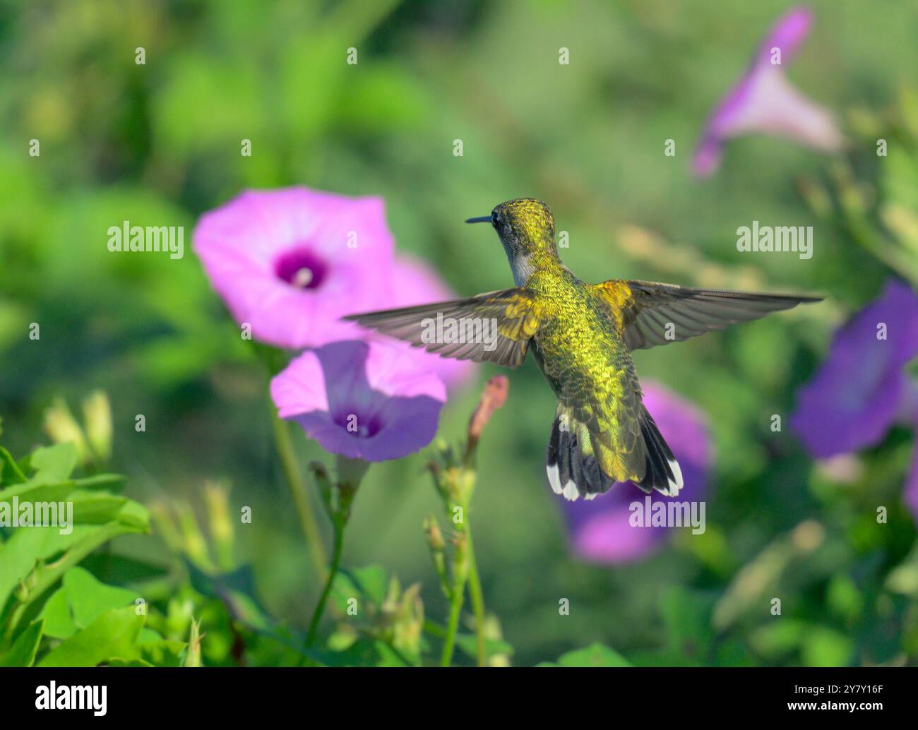 Ruby-throated hummingbird (Archilochus colubris) approaching a tievine ...