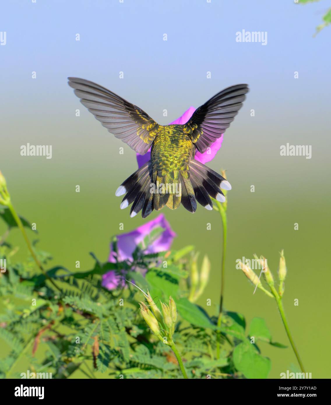 Ruby-throated hummingbird (Archilochus colubris) feeding from tievine ...