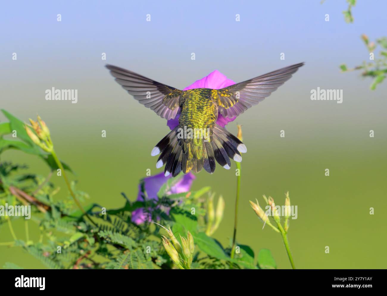Ruby-throated hummingbird (Archilochus colubris) feeding from tievine ...