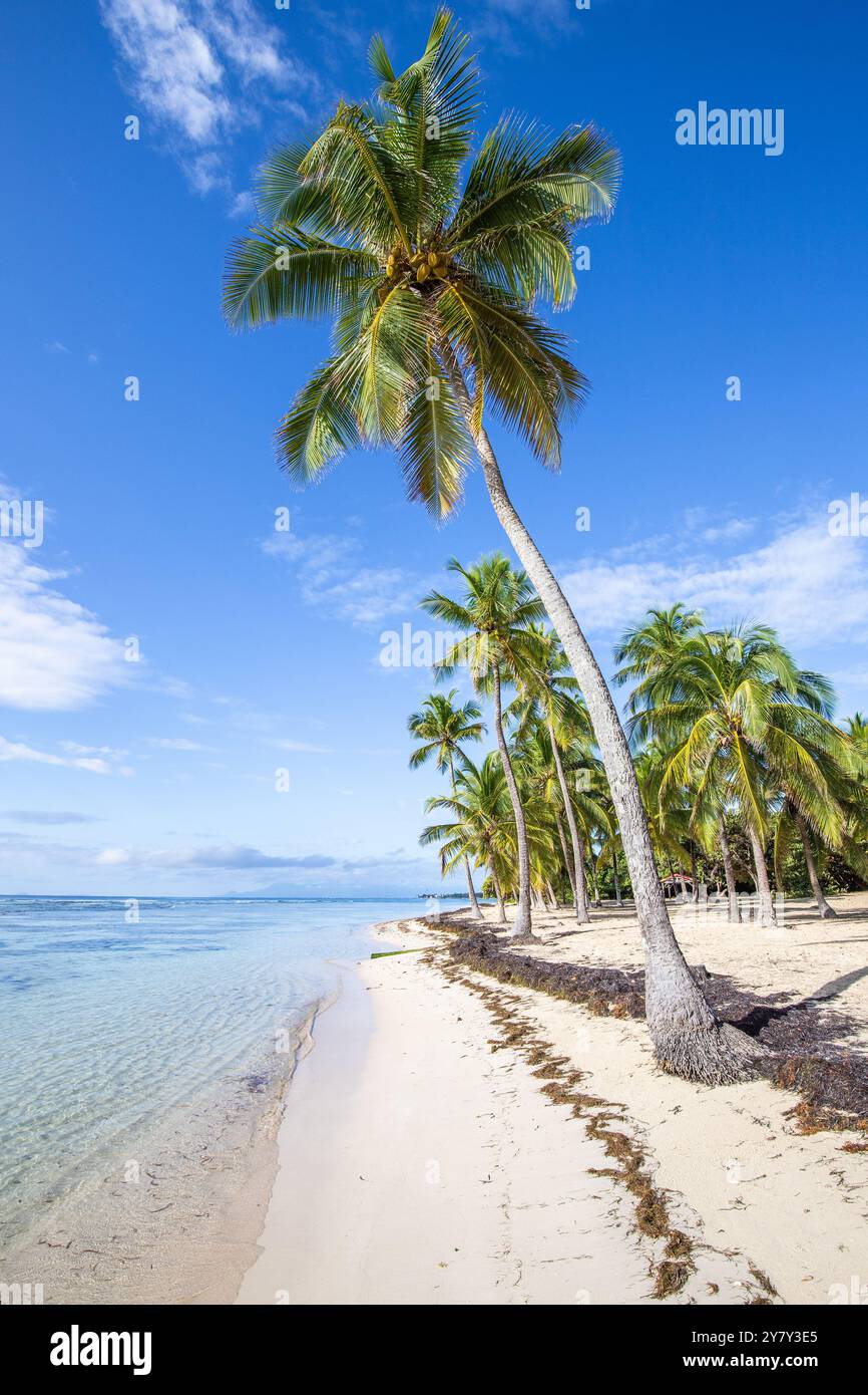 Plage de Bois Jolan, sunrise on the beach, Sainte-Anne, Guadeloupe ...