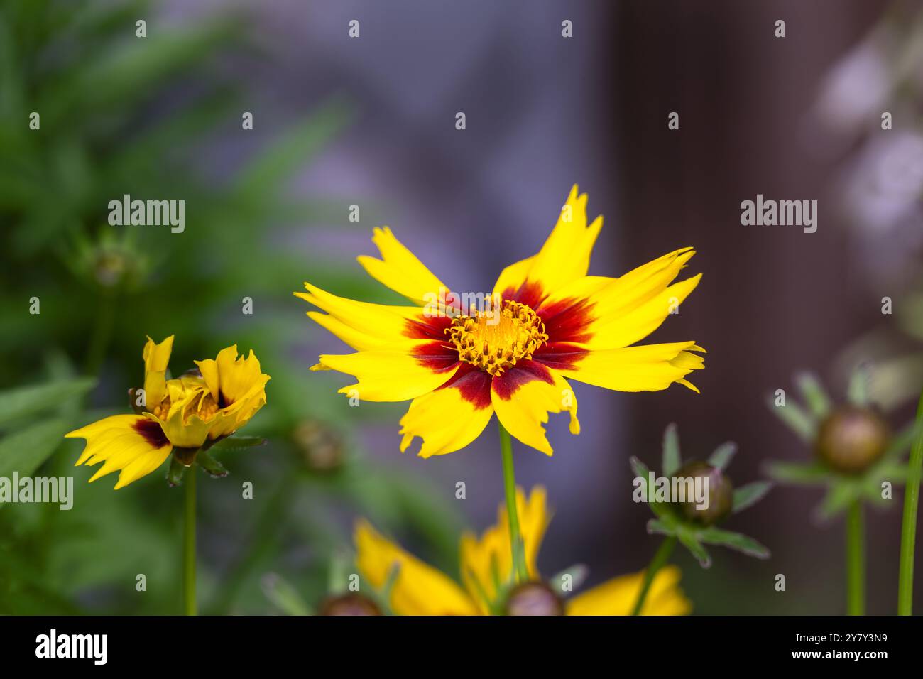 Maroon and yellow colors hi-res stock photography and images - Alamy