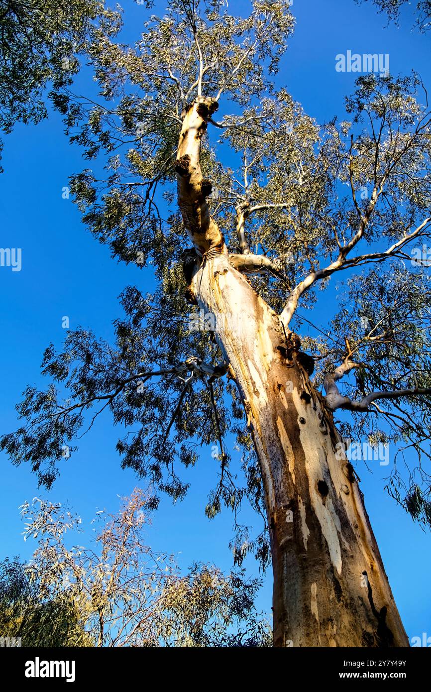 Red River Gum Eucalyptus camaldulensis, Victoria, Australia Stock Photo ...