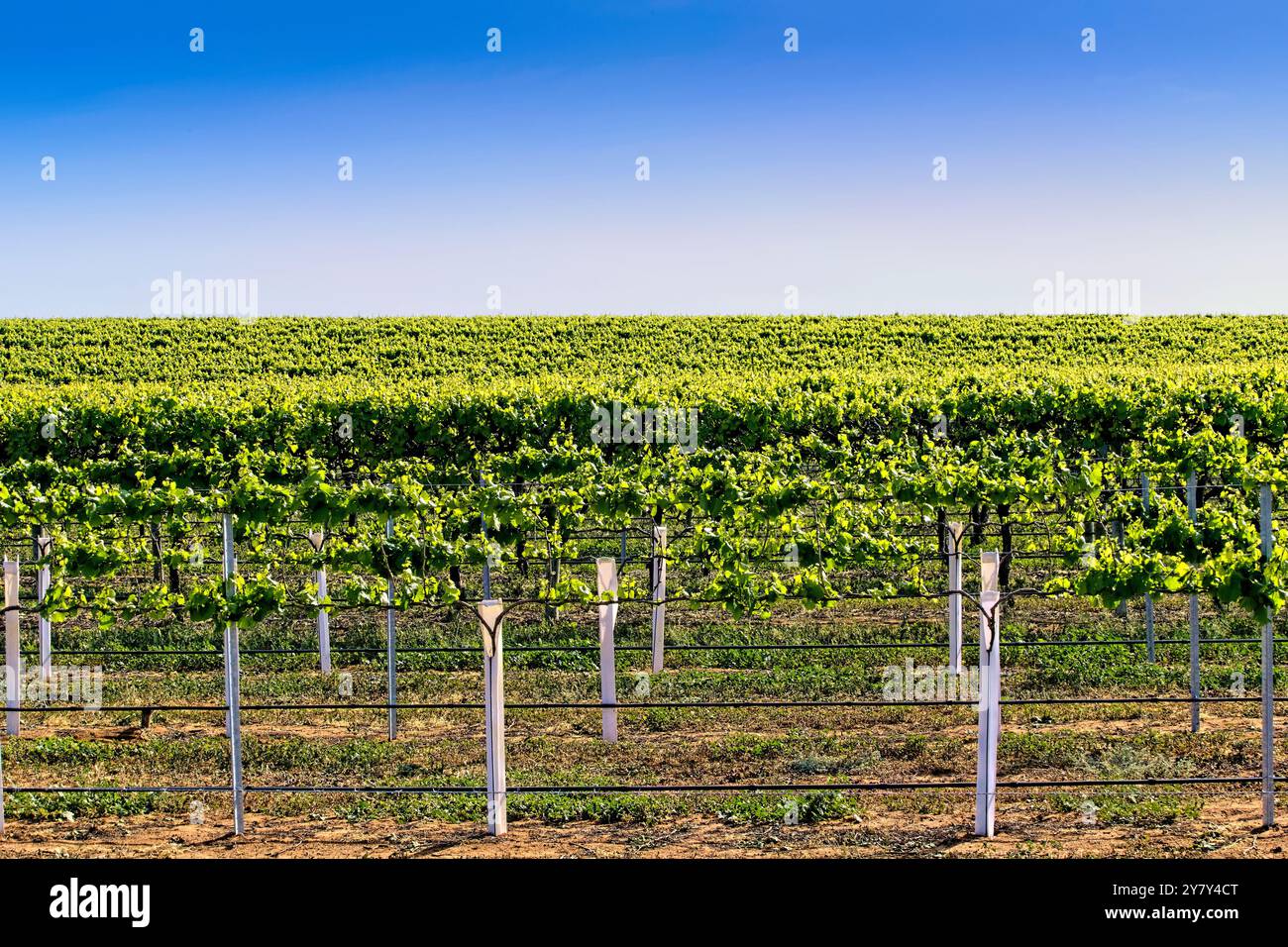 Grape vines, Victoria, Australia Stock Photo - Alamy