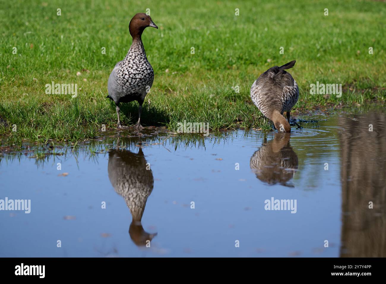 Couple water puddle reflection hi-res stock photography and images - Alamy