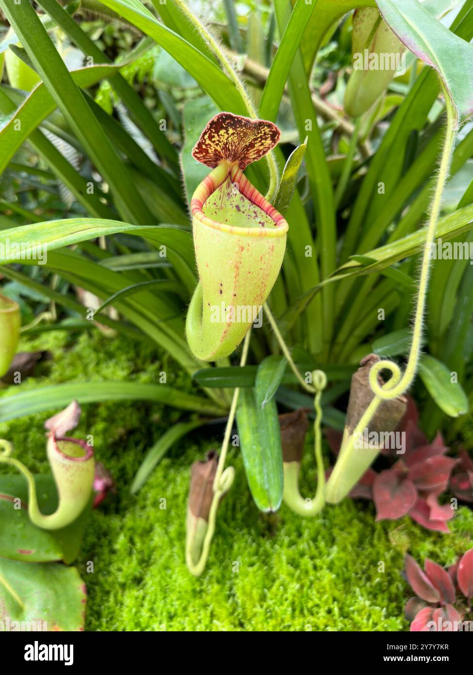 Carnivorous insect eating Pitcher Plants from the jungles of Asia Stock ...