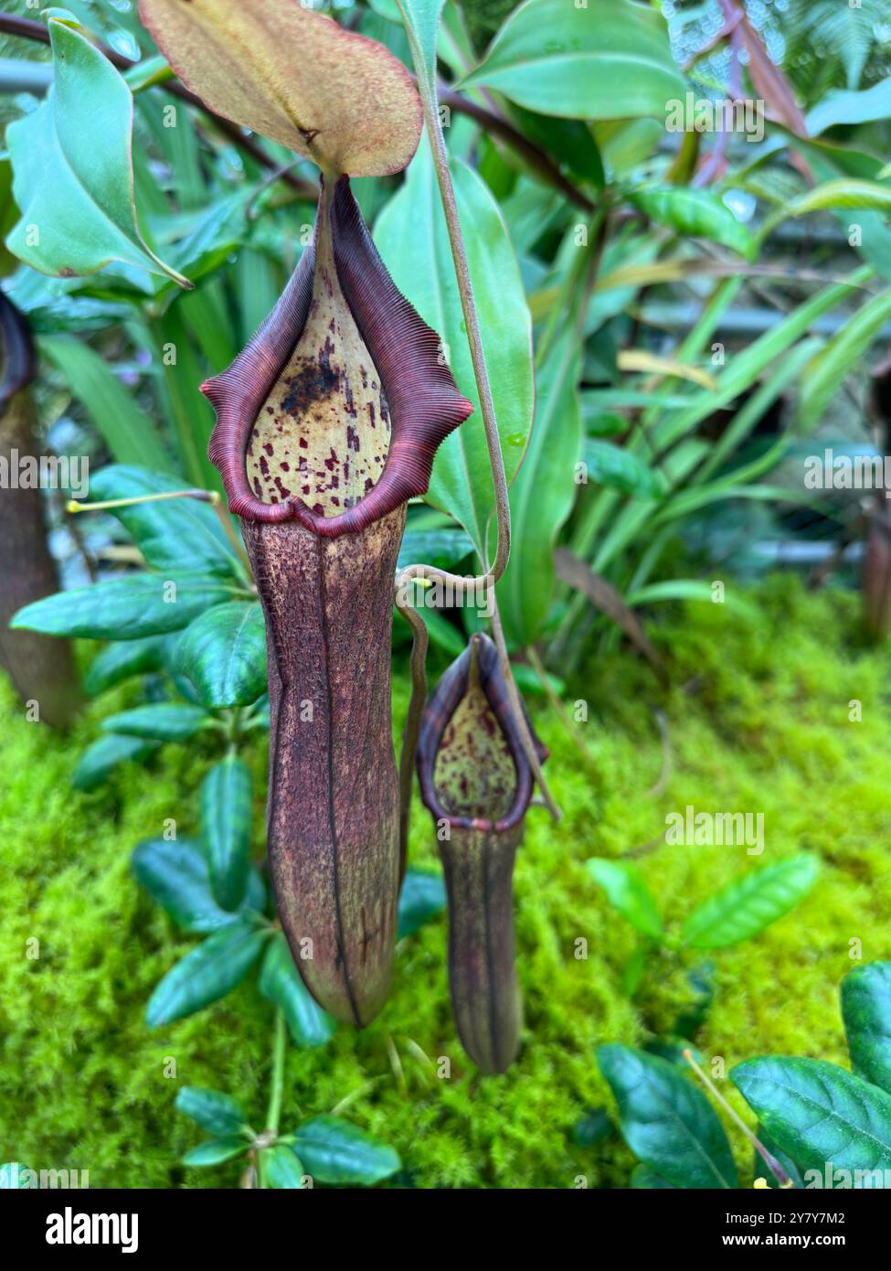 Carnivorous insect eating Pitcher Plants from the jungles of Asia Stock ...