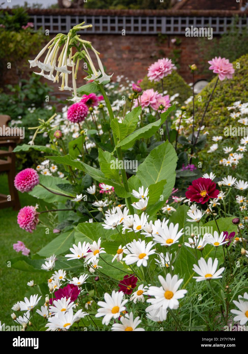 Chenies Manor Garden in September; Nicotiana Sylvestris, Marguerites ...