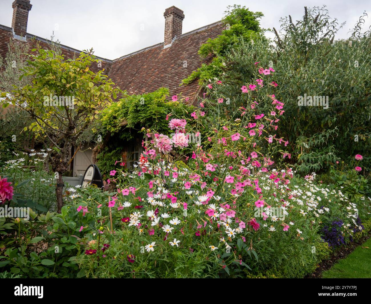 Chenies Manor Garden in September; pretty pink tobacco plants with ...
