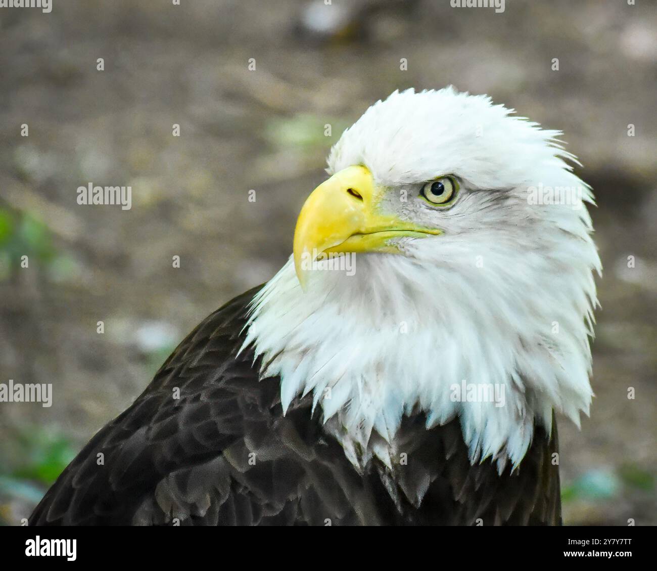Bald eagle portrait Stock Photo - Alamy