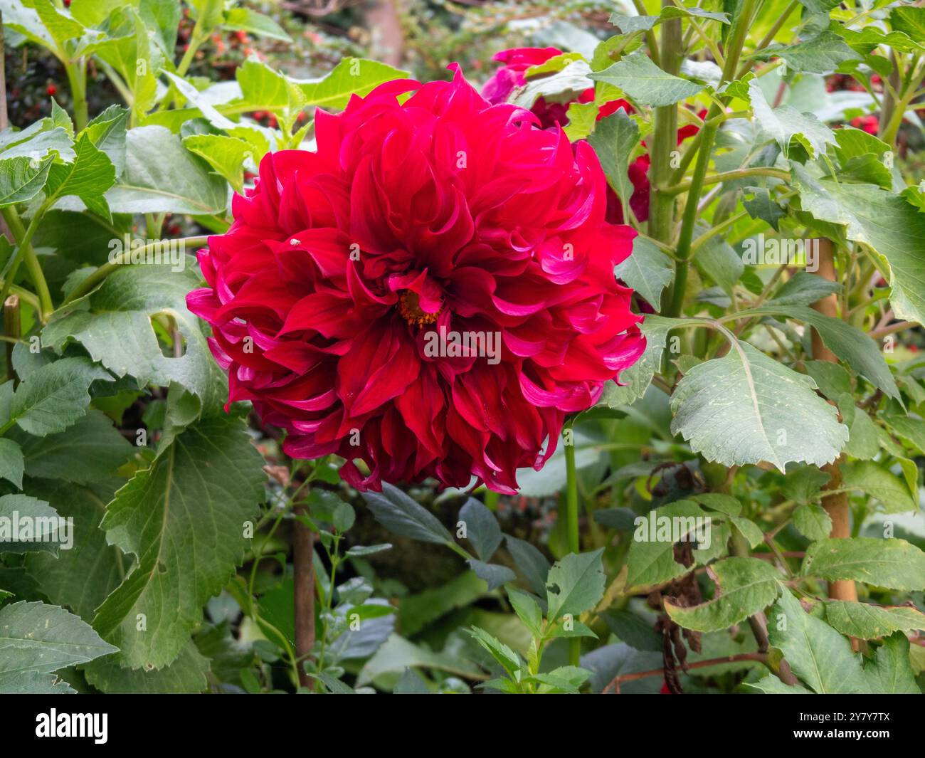 Chenies Manor Garden in September; Dahlia Spartacus, a huge rich red ...