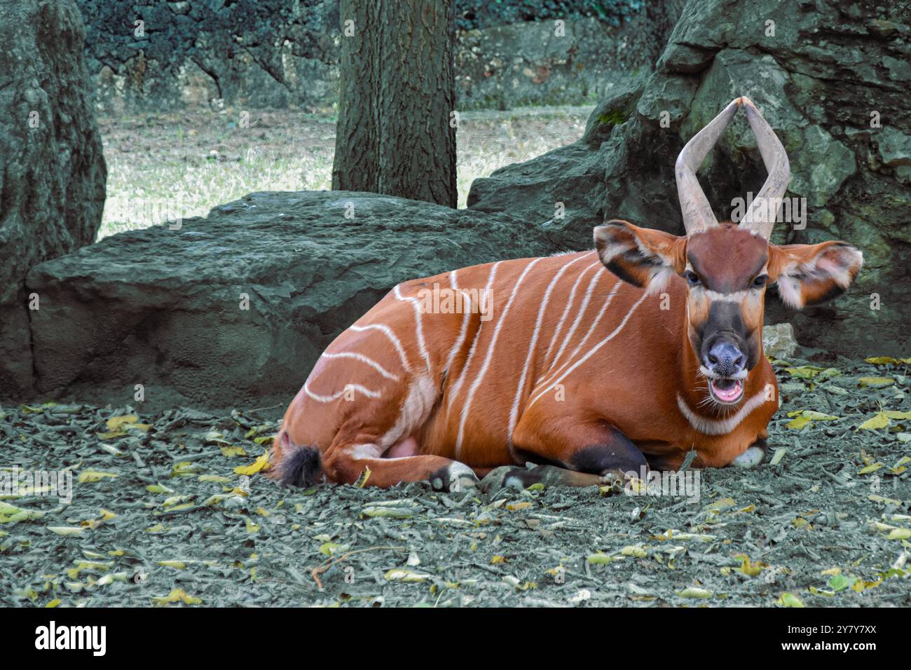 Bongo or African antelope, known for its unique horn shapes and bold ...