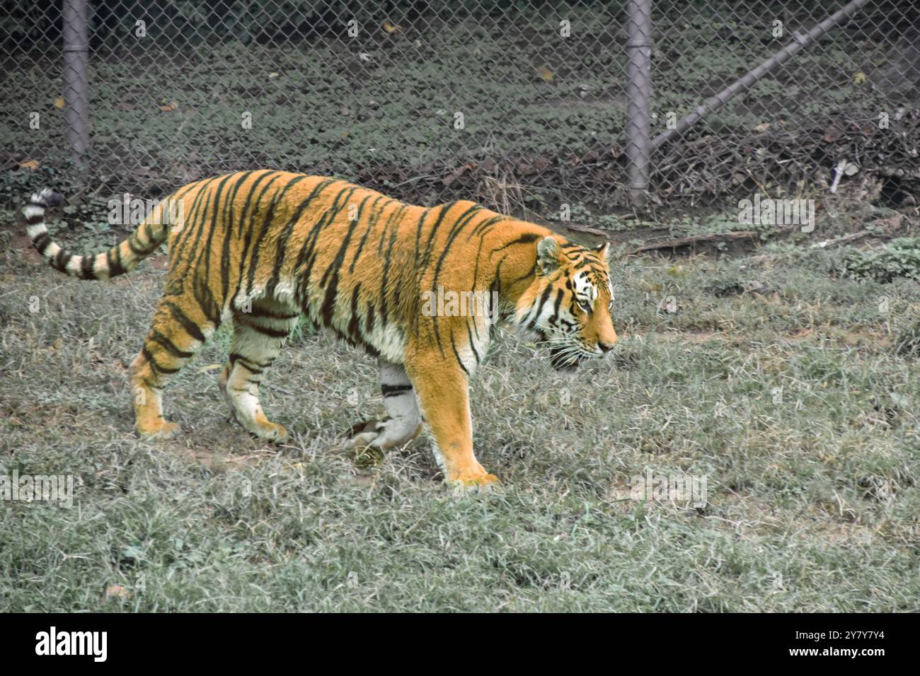 Tiger in captivity Stock Photo - Alamy