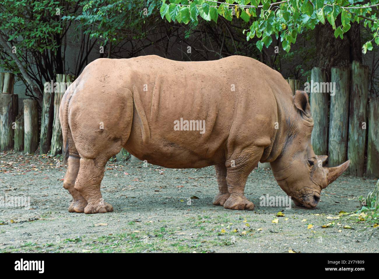 Southern White Rhino Stock Photo - Alamy