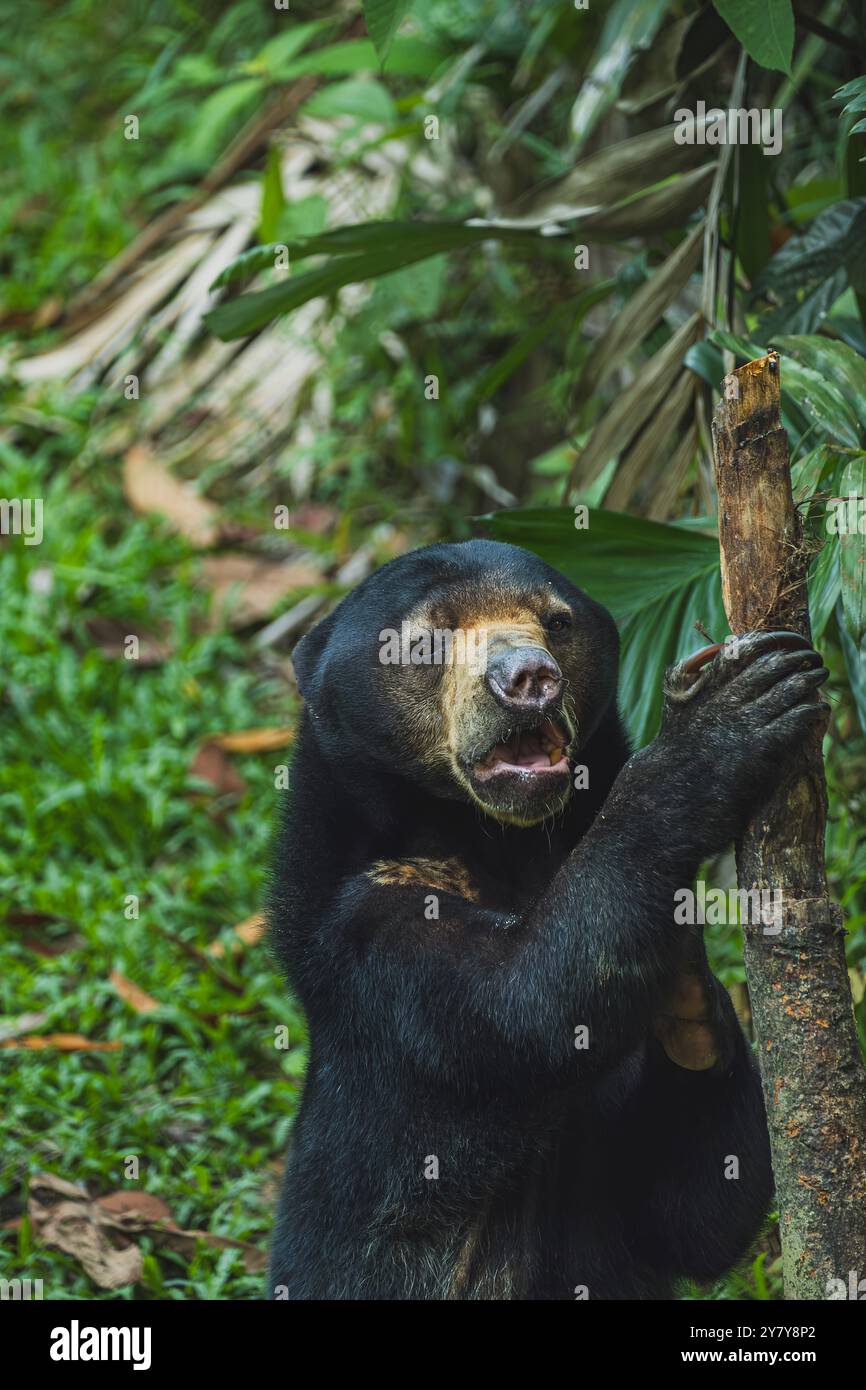 A close-up photo of a Bornean sun bear standing on its hind legs ...
