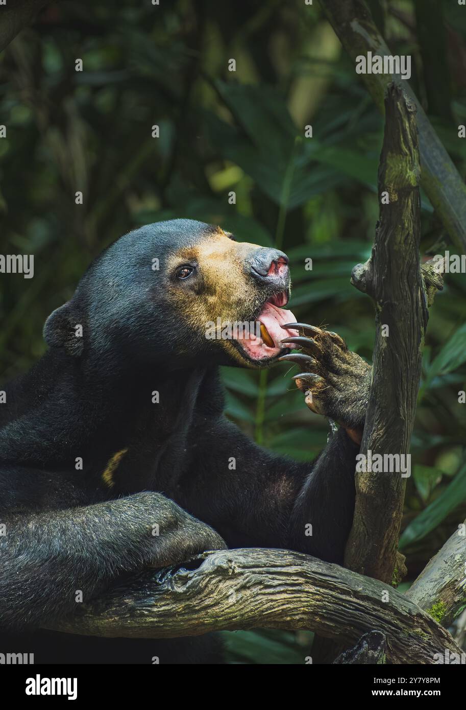 A close-up photo of a Bornean sun bear perched on a tree branch ...