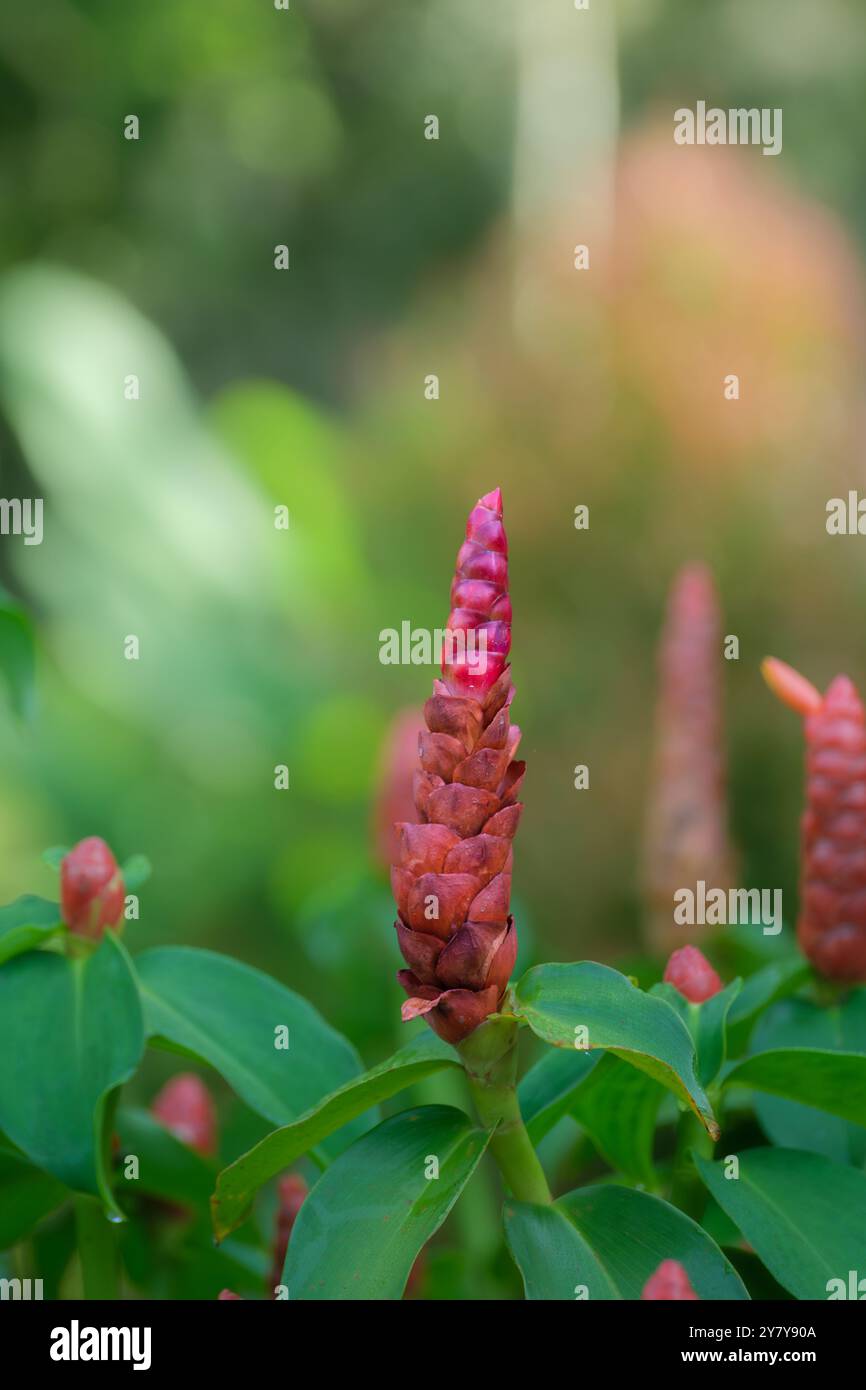 Cone shape red flowers hi-res stock photography and images - Alamy