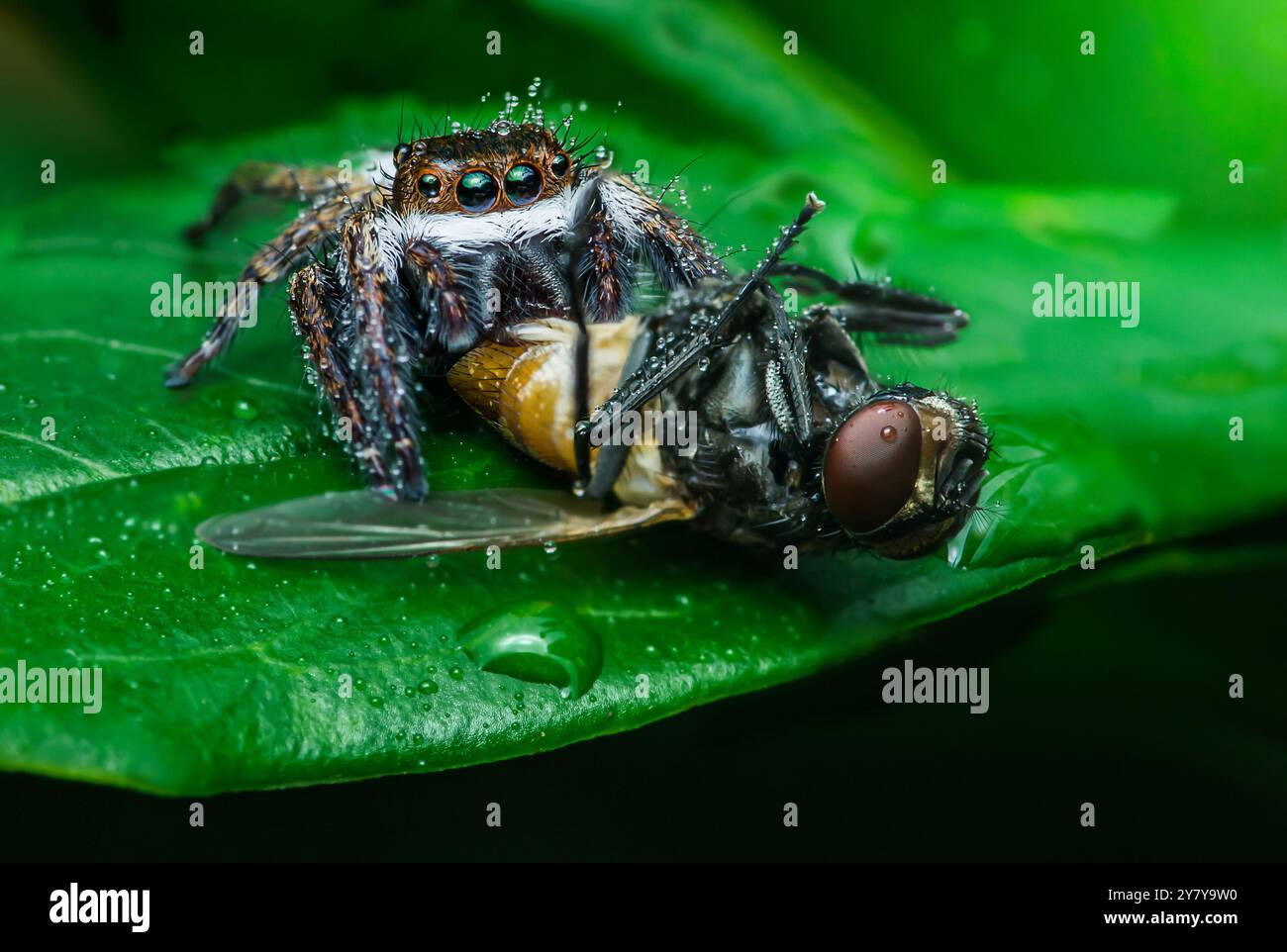 Jumping spider is eating a fly on a bright green leaf covered with ...