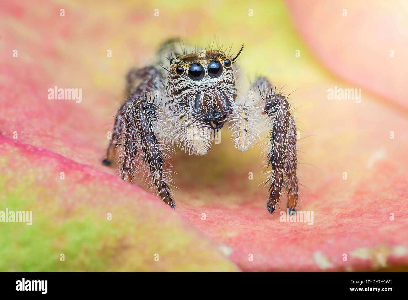 Jumping spider standing on a flower petal, its large eyes and hairy ...