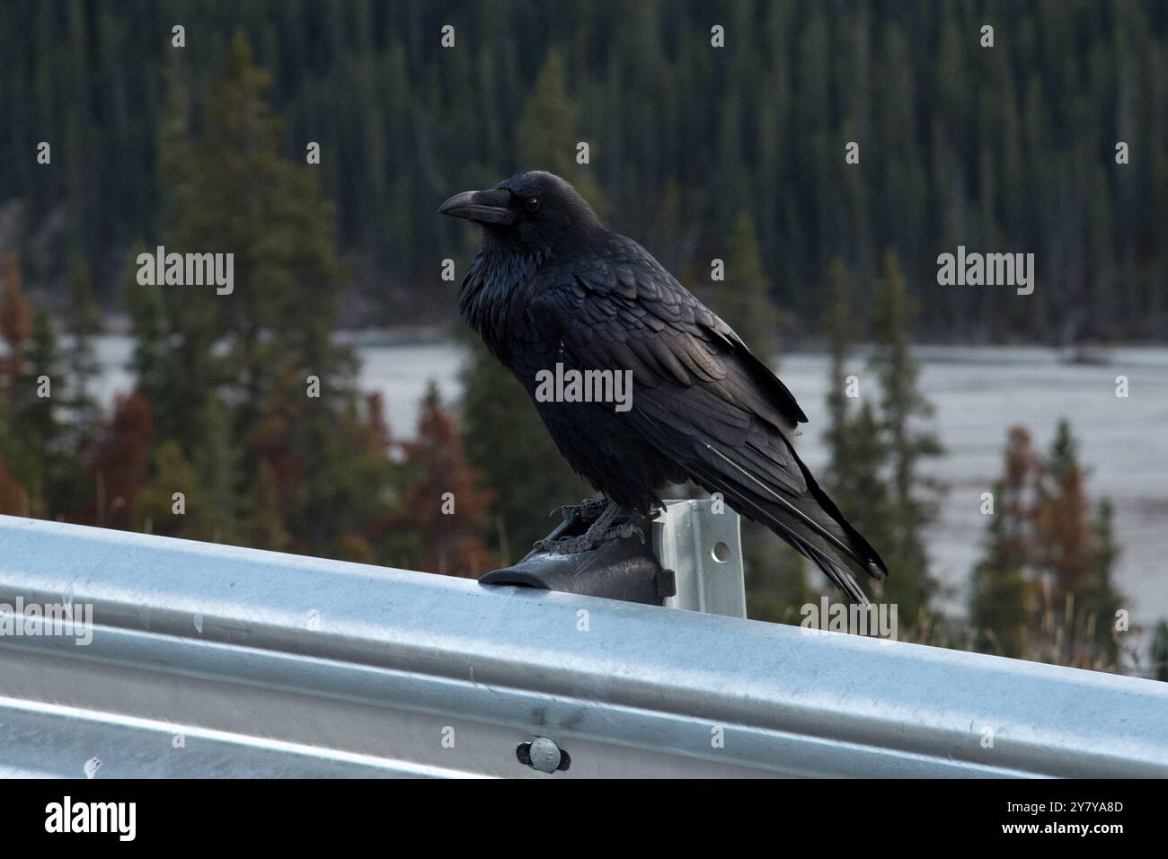 Common Raven sitting aside Icefields Parkway in the Canadian Rocky ...