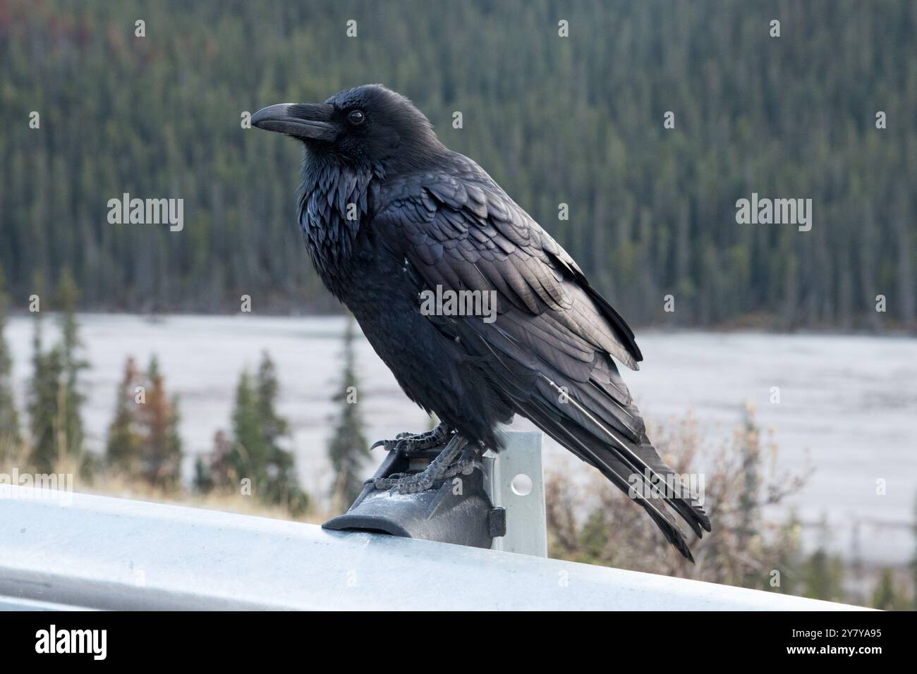Common Raven sitting aside Icefields Parkway in the Canadian Rocky ...