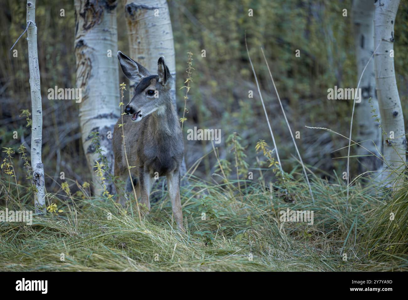 Mule Deer fawn chewing with its mouth open. Taken at Silver Lake ...