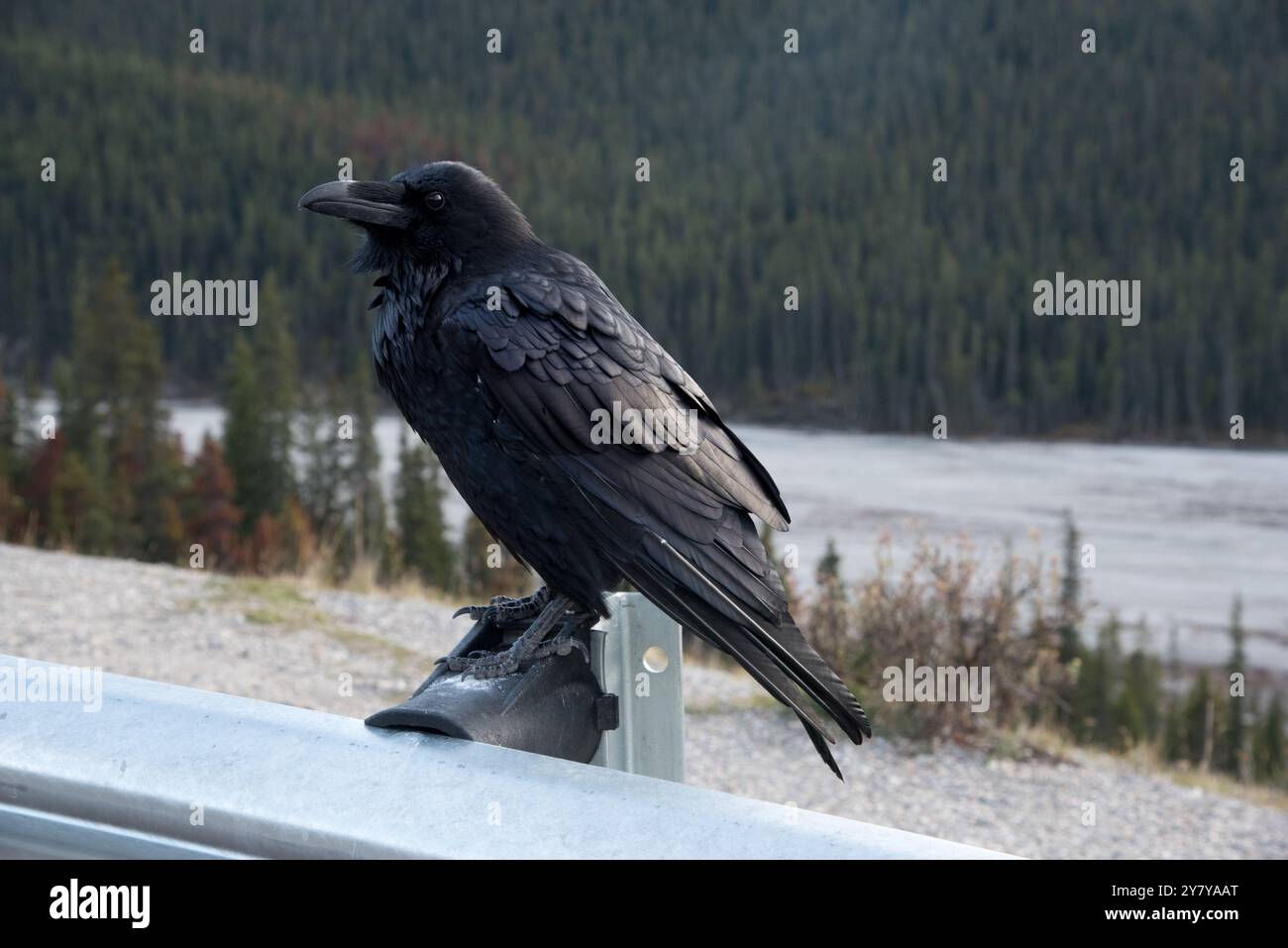 Common Raven sitting aside Icefields Parkway in the Canadian Rocky ...