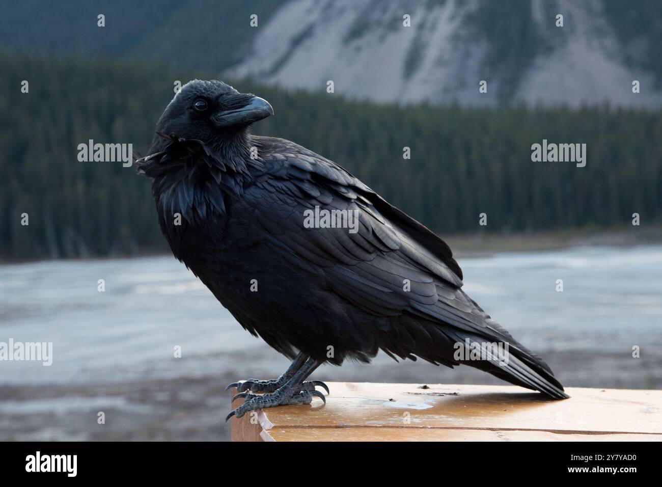 Common Raven sitting aside Icefields Parkway in the Canadian Rocky ...