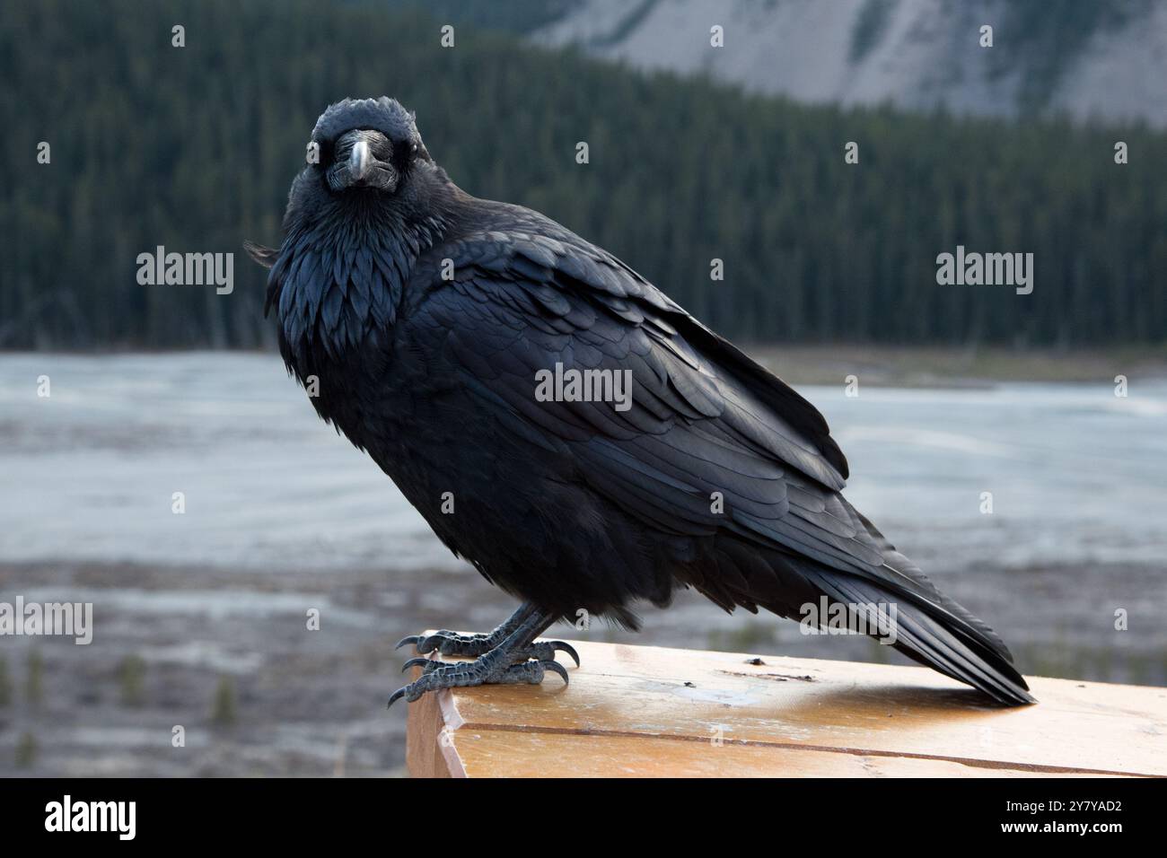 Common Raven sitting aside Icefields Parkway in the Canadian Rocky ...