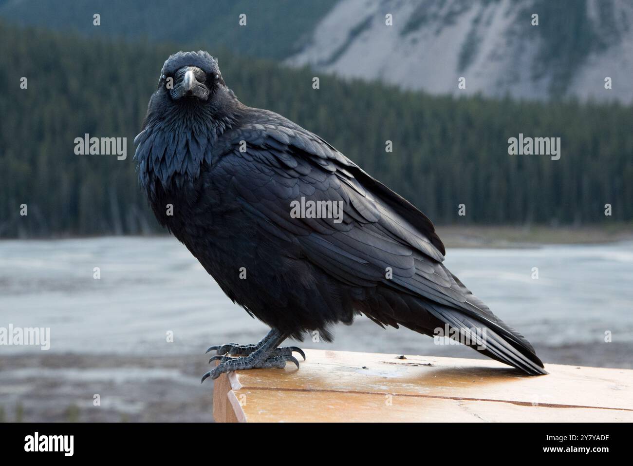 Common Raven sitting aside Icefields Parkway in the Canadian Rocky ...