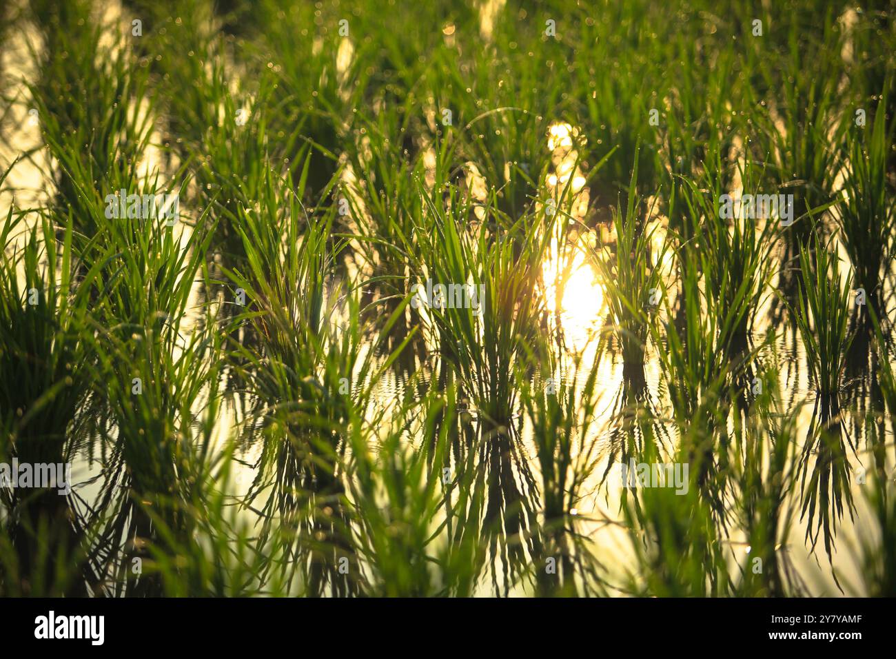 Green field of rice plant with water Stock Photo - Alamy