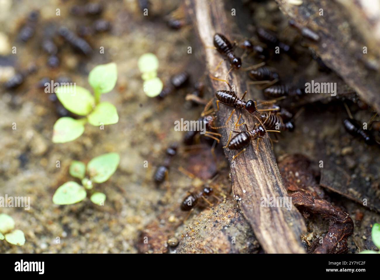 Invertebrate termite nasute hi-res stock photography and images - Alamy
