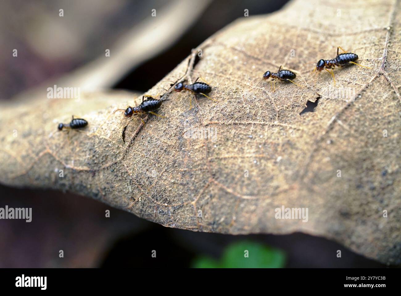 Invertebrate termite nasute hi-res stock photography and images - Alamy