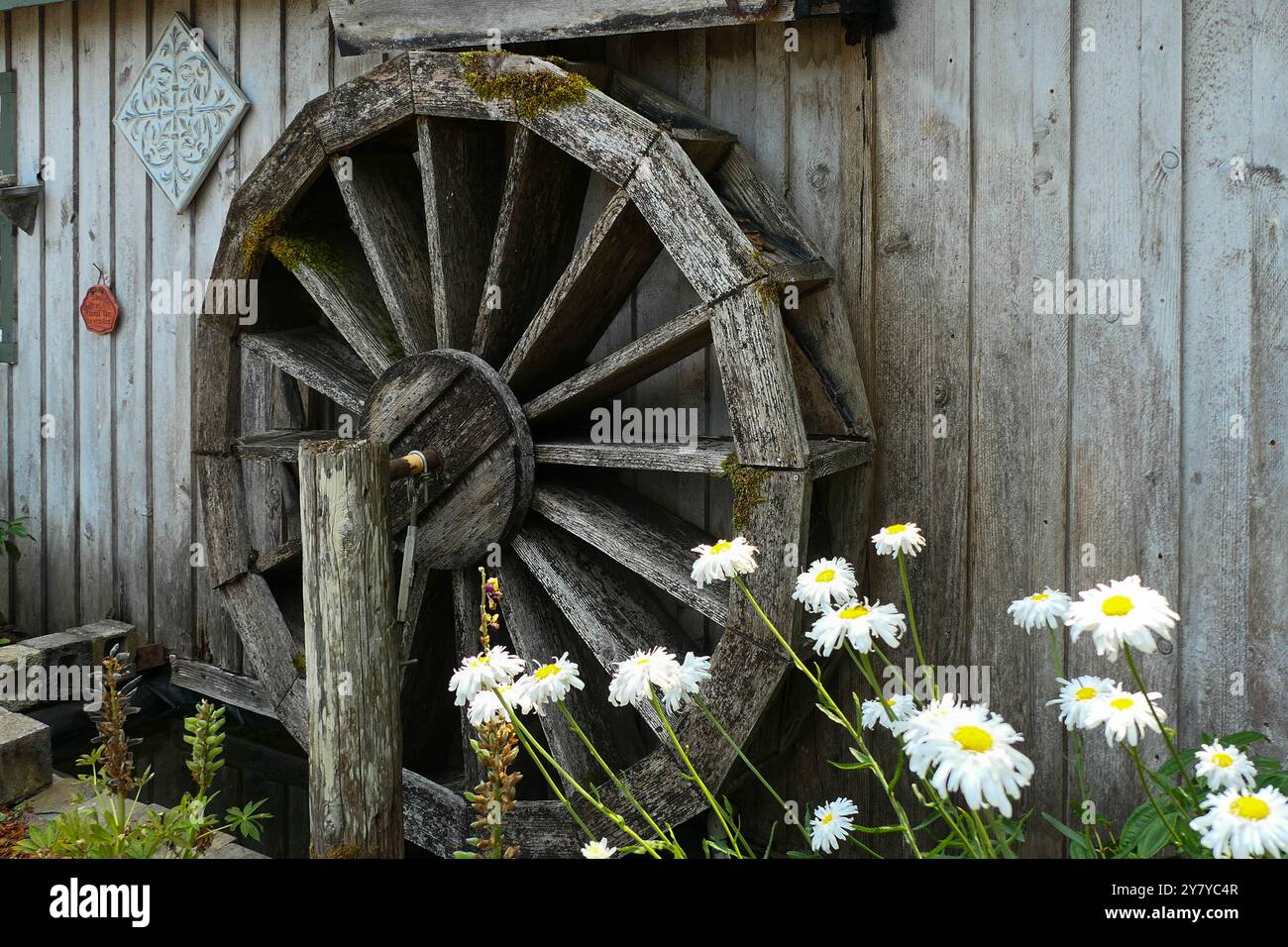 Old fashioned decorative waterwheel with daisies in the foreground ...