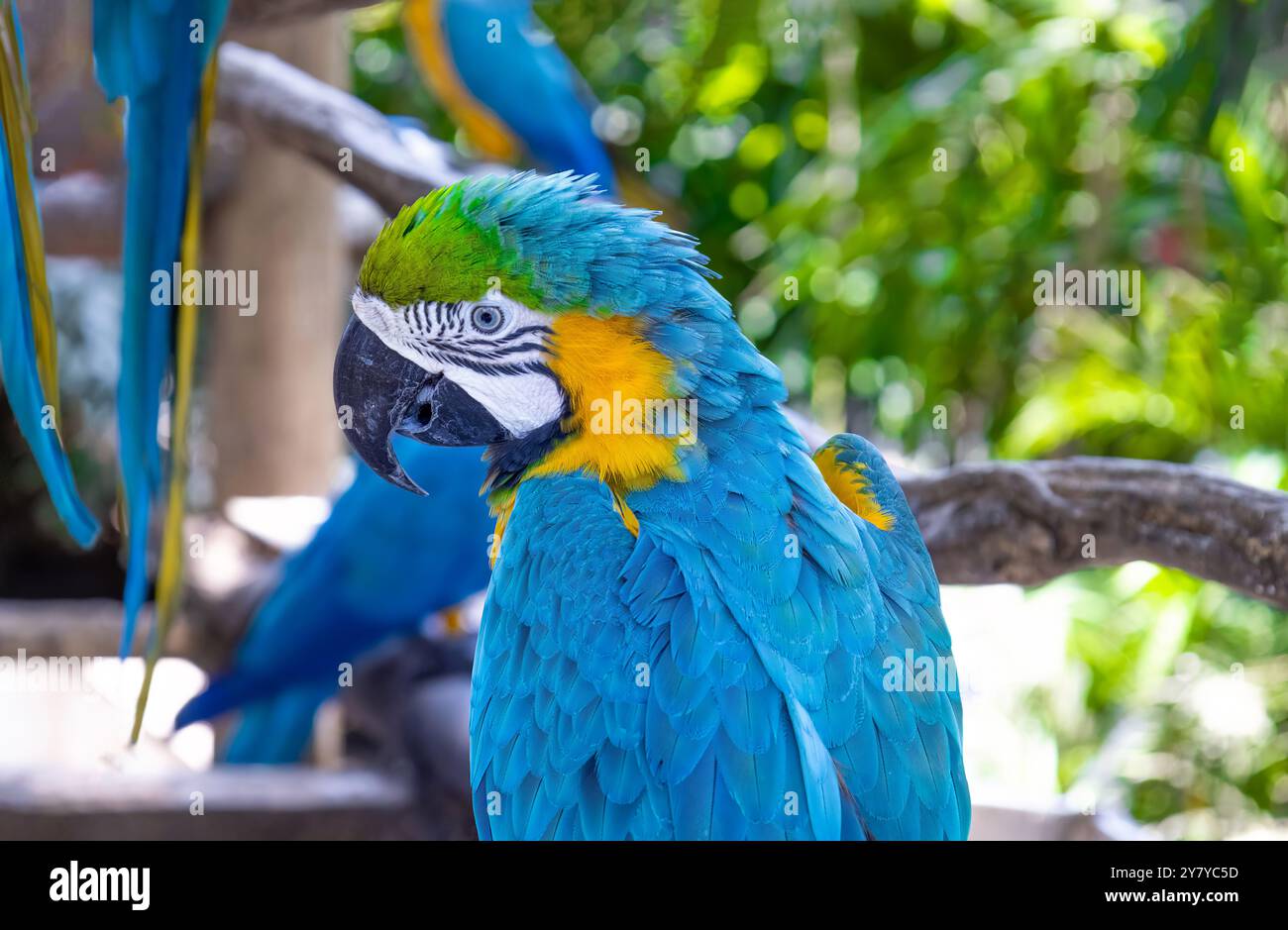 Blue and yellow jungle macaw parrot with open beak friendly staring at ...